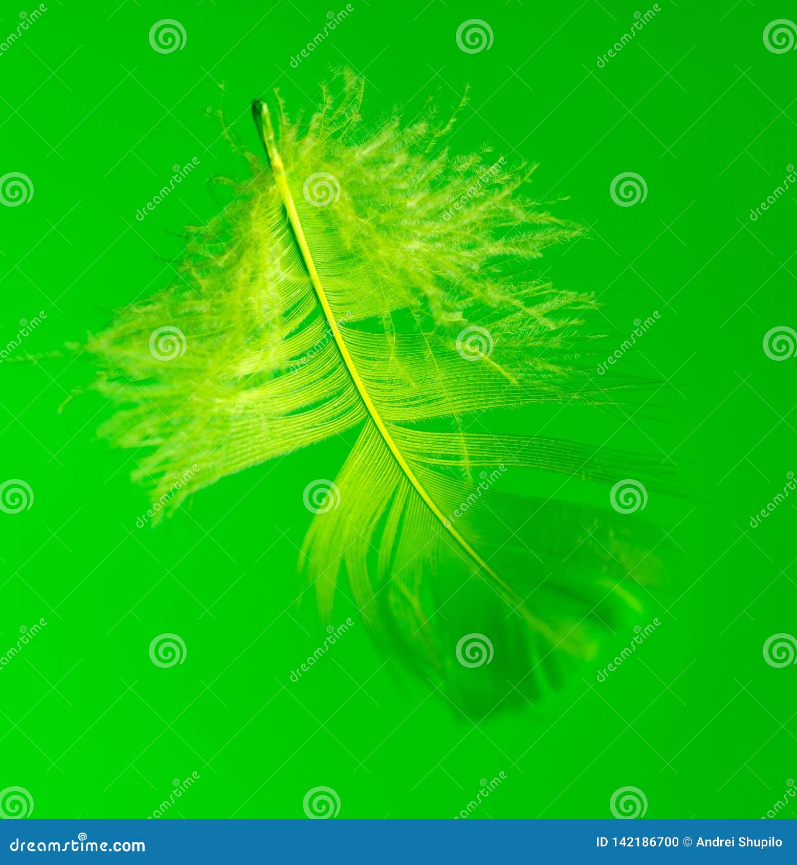 Pluma Verde Aislada En Fondo Verde Foto de archivo - Imagen de dulzura ...