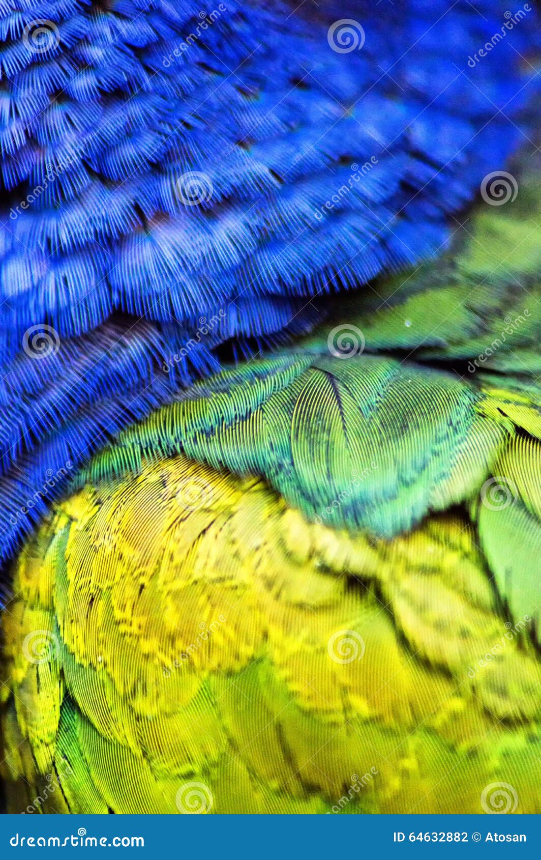Plumage stock photo. Image of fluffy, gorgeous, avian - 64632882