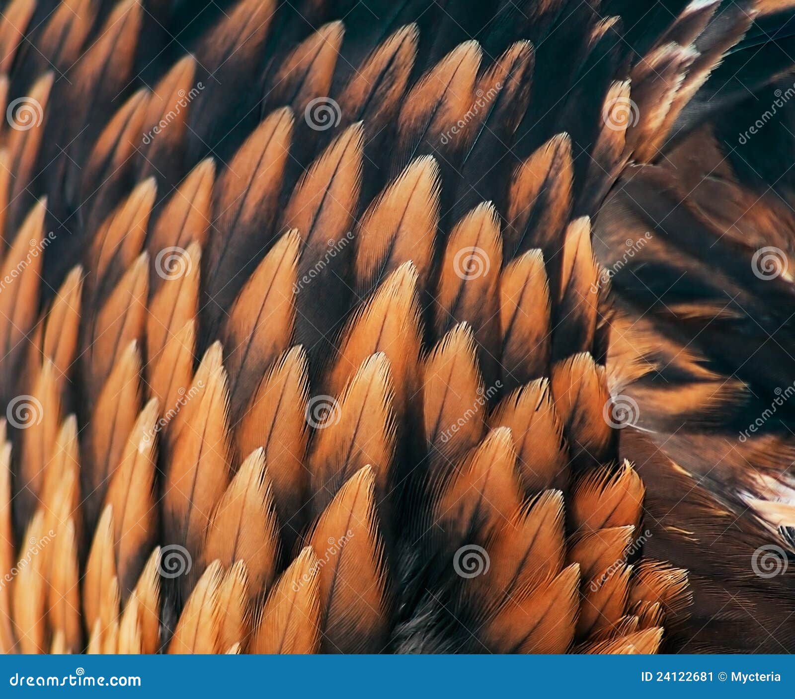 Plumage of a golden eagle stock image. Image of abstract - 24122681