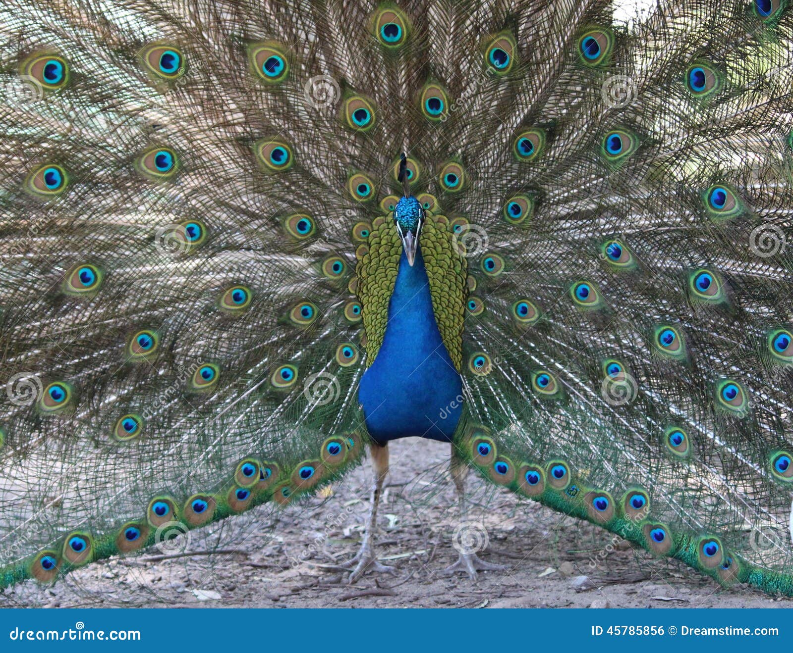 Plumage of a peacock stock photo. Image of courtship - 45785856