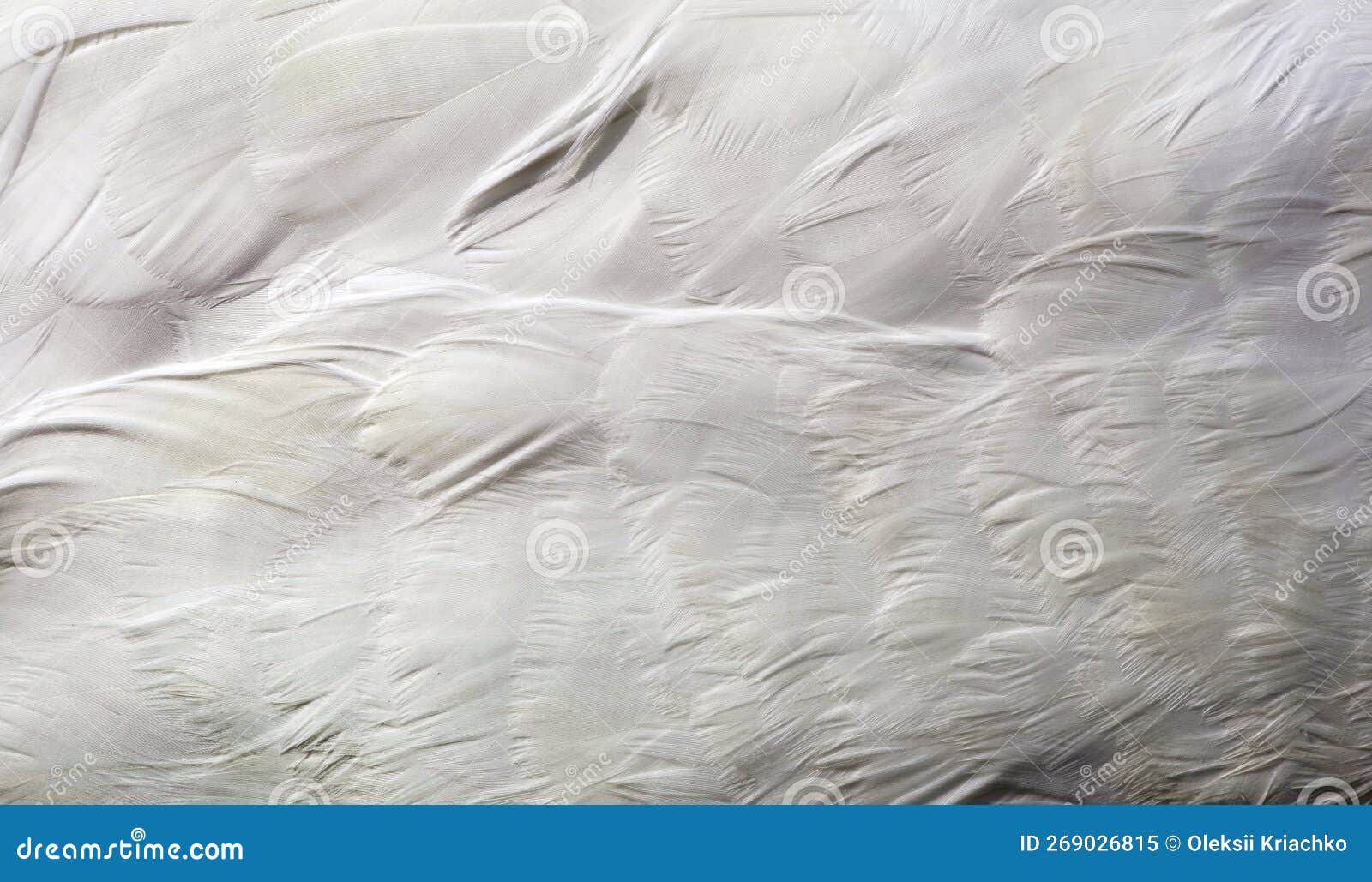 Plumage Swan Texture Background. White Feathers Close-up Stock Image ...