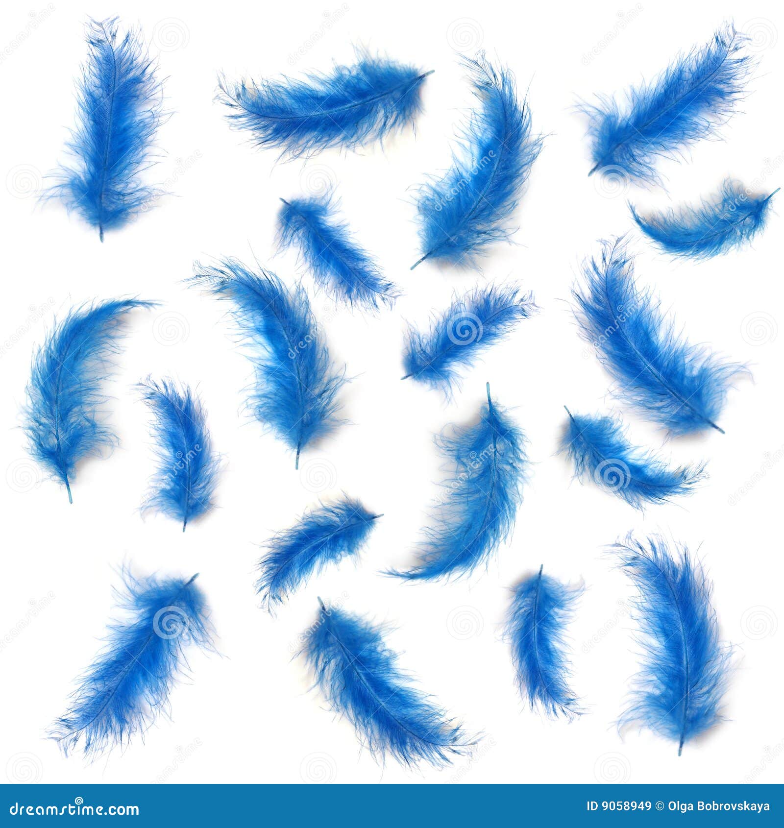 Plumas azules imagen de archivo. Imagen de avestruz, cubo - 9058949