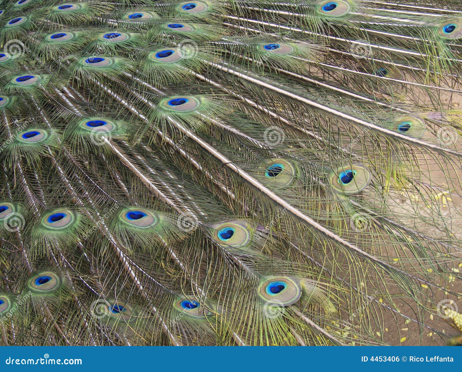 Plumas del pavo real foto de archivo. Imagen de travieso - 4453406