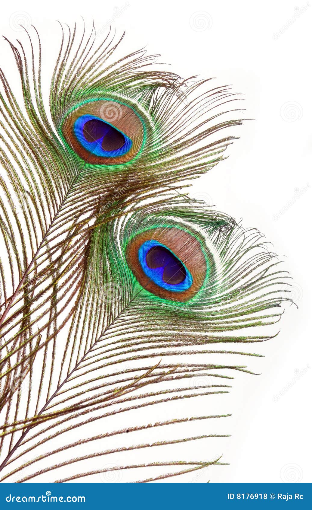 Plumas del pavo real foto de archivo. Imagen de curva - 8176918