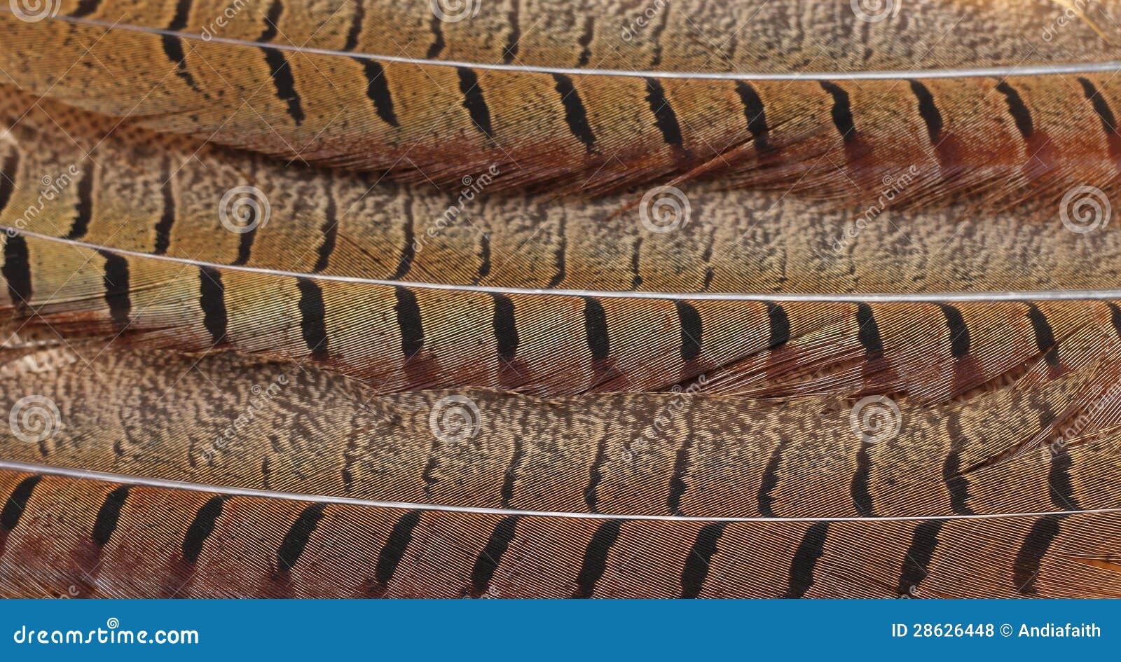 Plumas hermosas del halcón foto de archivo. Imagen de canilla - 28626448