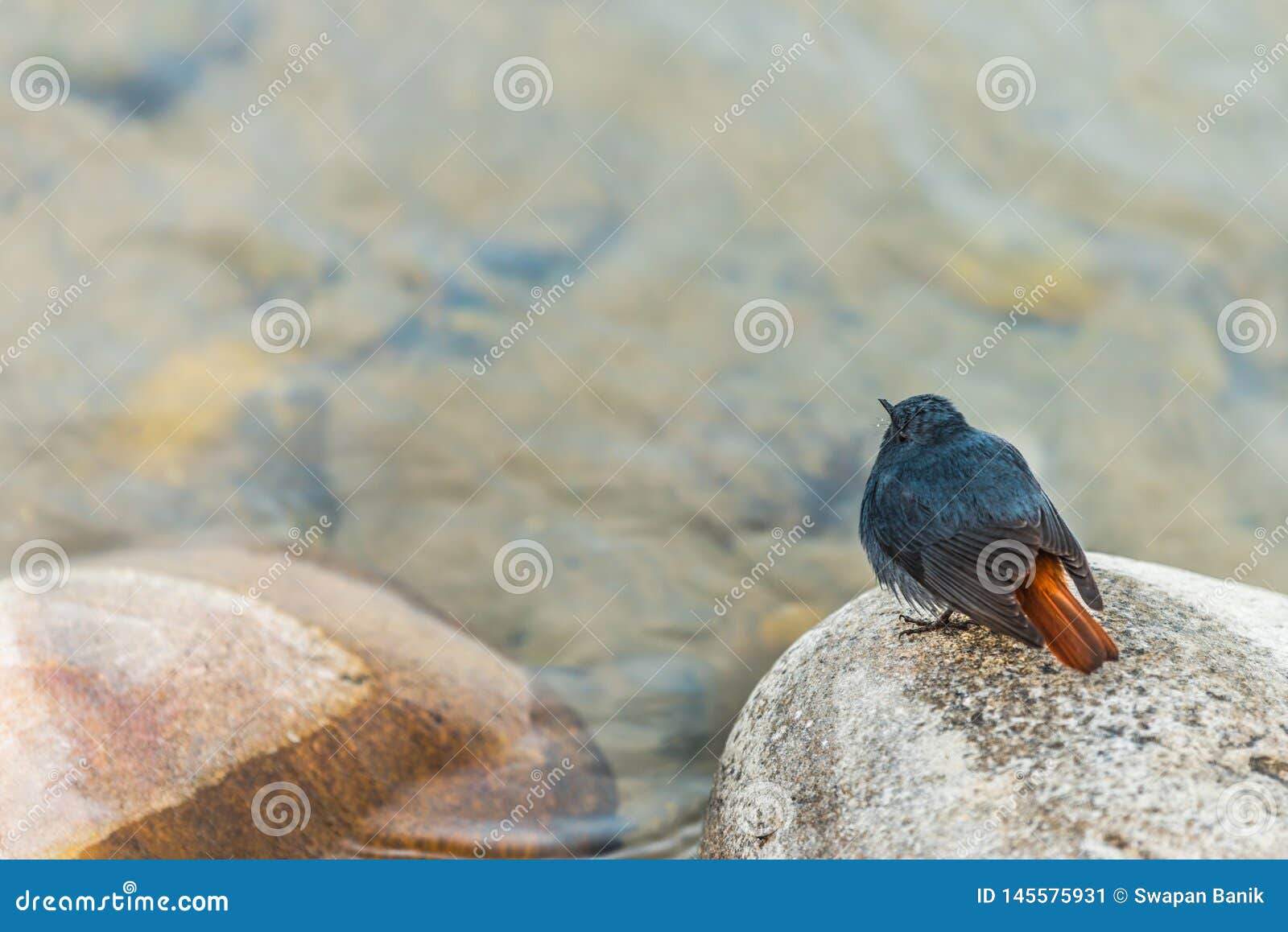 Plumbeous Water Redstart Sitting Stock Image - Image of background ...