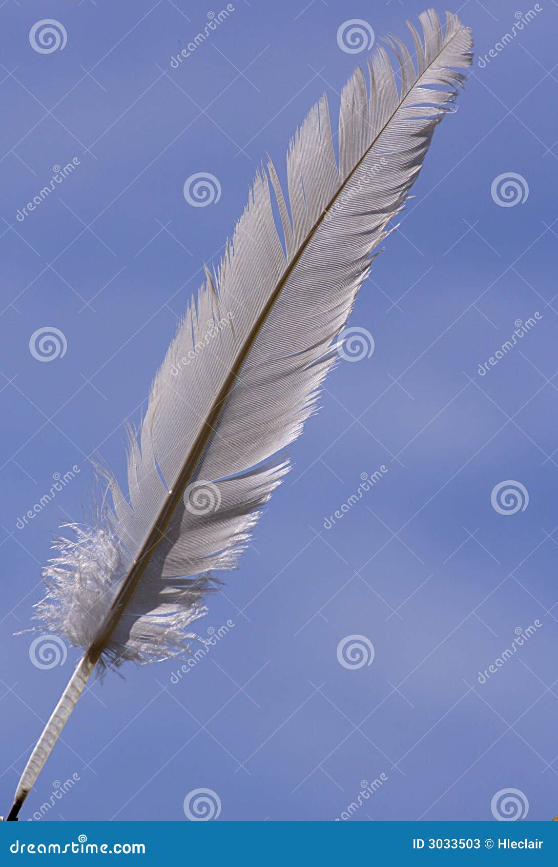 Plume Image. Image: 3033503