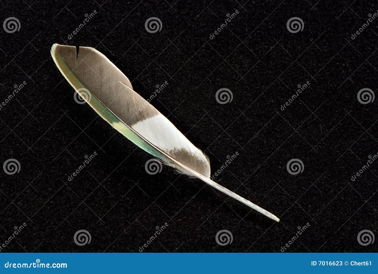 Plume stock image. Image of abstract, creativity, calligraphy - 7016623