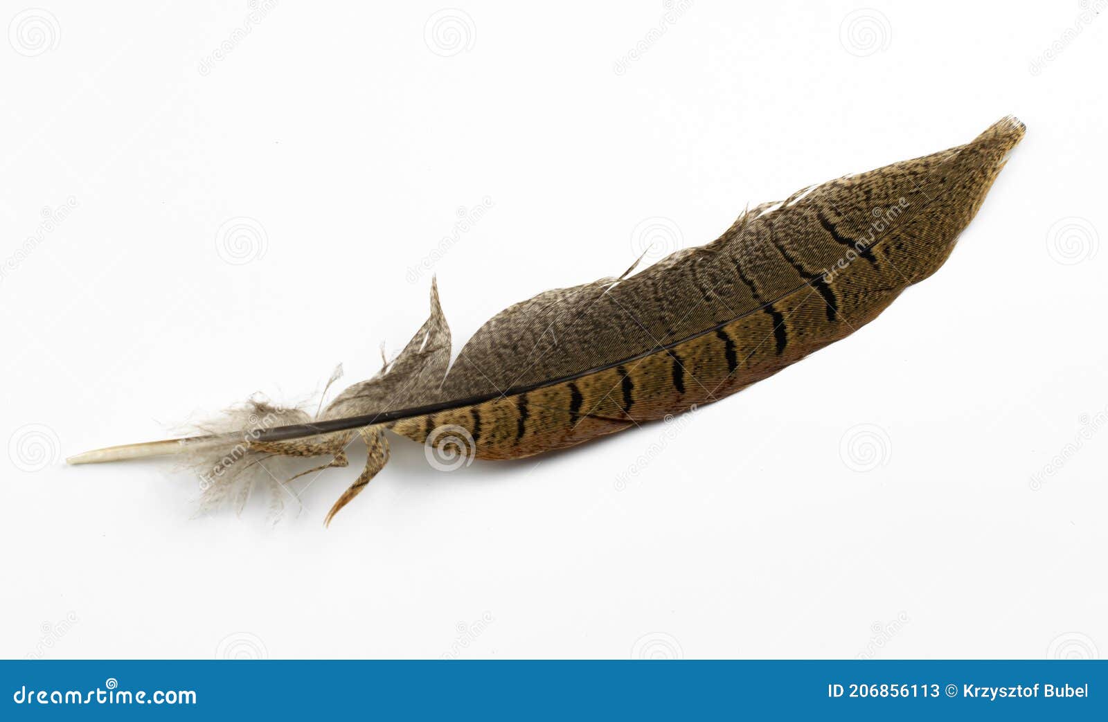 Plume Brune De Faisan Sur Fond Blanc Image stock - Image du détail ...