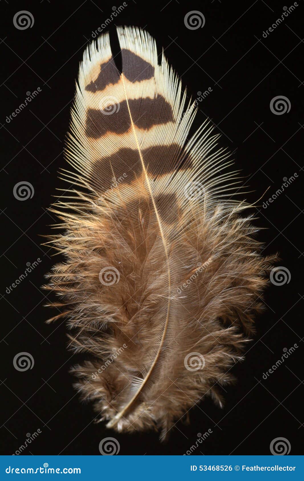 Plume De Faisan Vert Japonais Photo stock - Image of animal, asie: 53468526