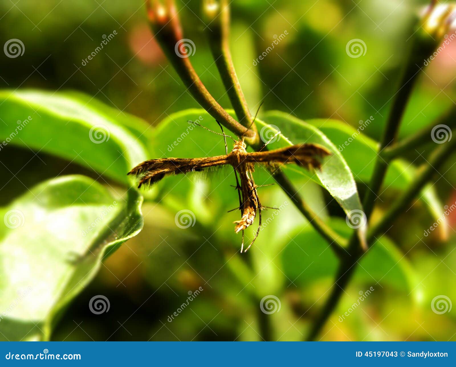 Jasmine Moth Stock Photography | CartoonDealer.com #45310988