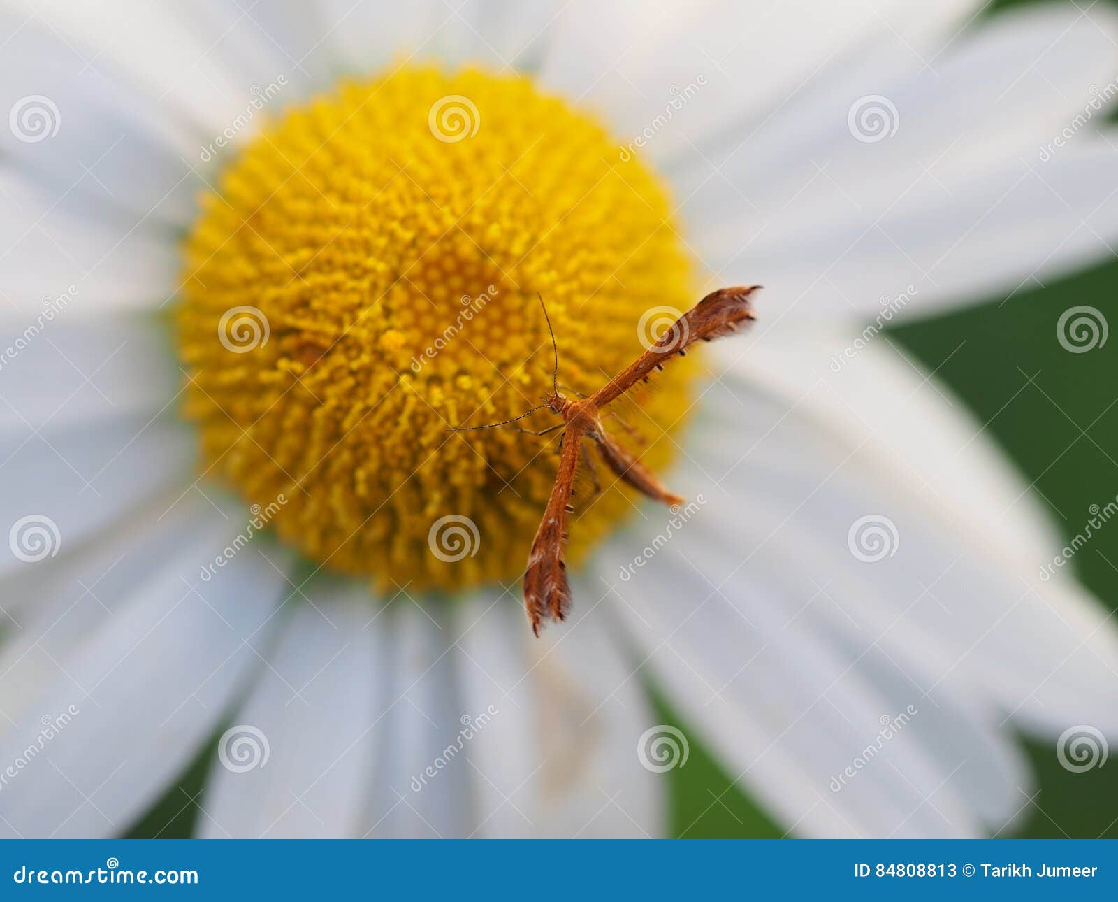 Plume moth on daisy flower stock image. Image of moth - 84808813