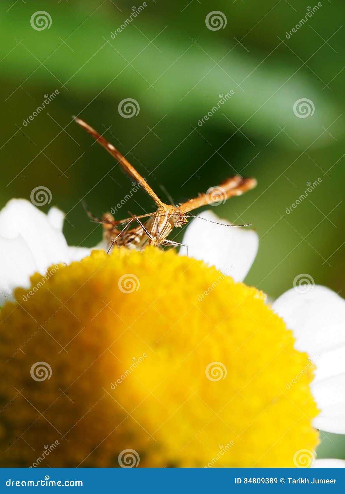 Plume moth on daisy flower stock image. Image of apoditrysia - 84809389