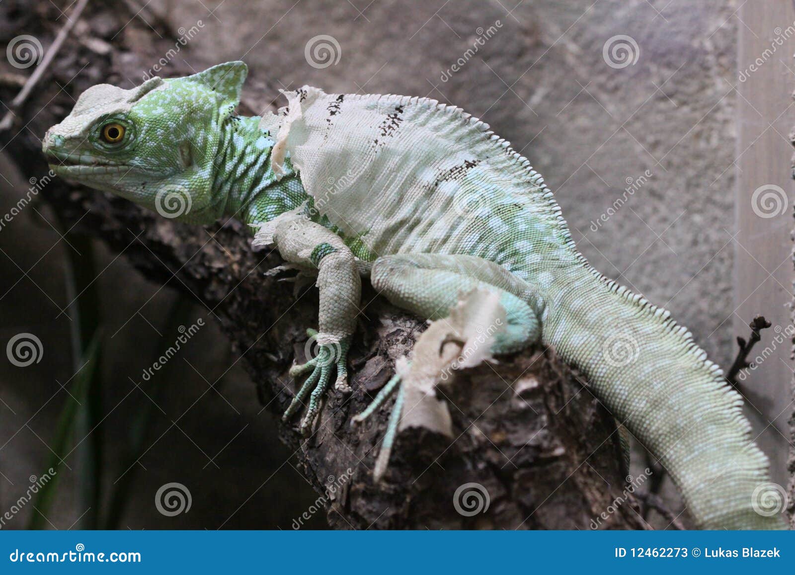 Plumed basilisk stock image. Image of basilisk, swath - 12462273