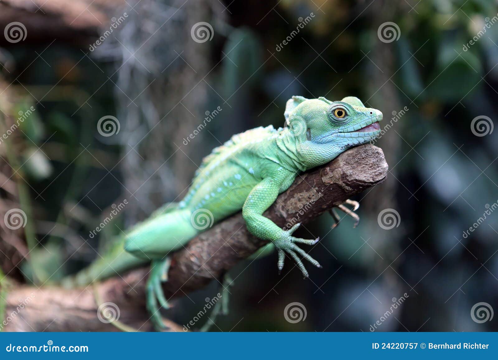 Plumed Basilisk stock image. Image of tropical, plumed - 24220757