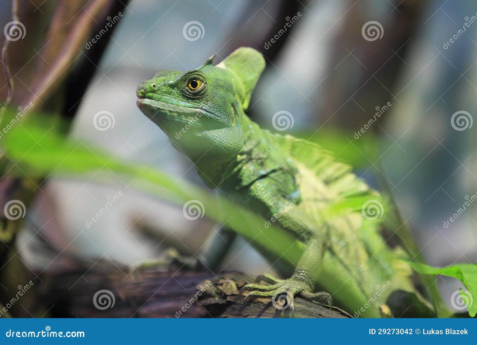 The Plumed Basilisk Basiliscus Plumifrons, Green Basilisk, Double ...