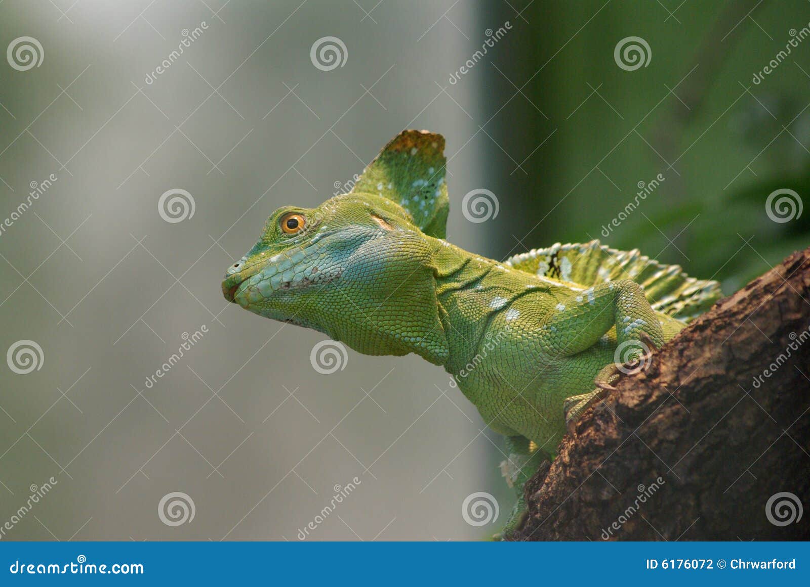 Plumed basilisk stock photo. Image of pretty, basilisk - 6176072