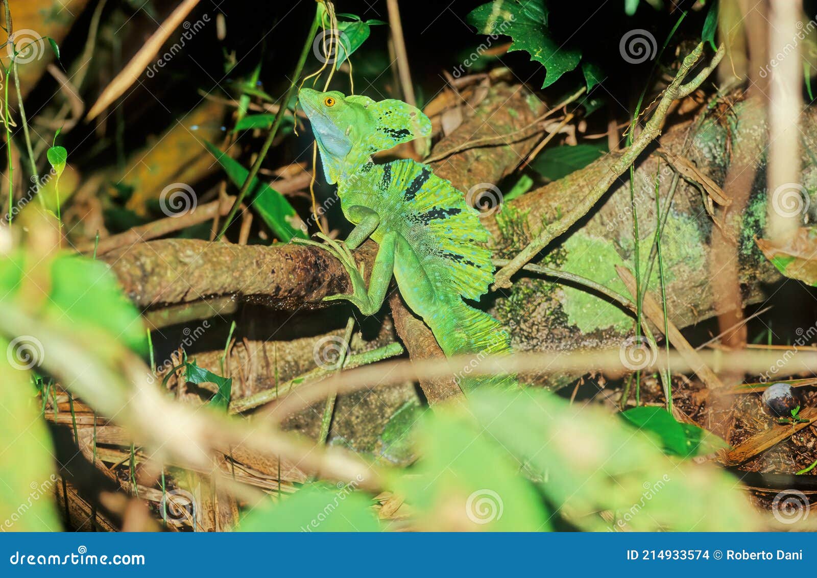 Plumed basilisk stock photo. Image of lizard, central - 214933574