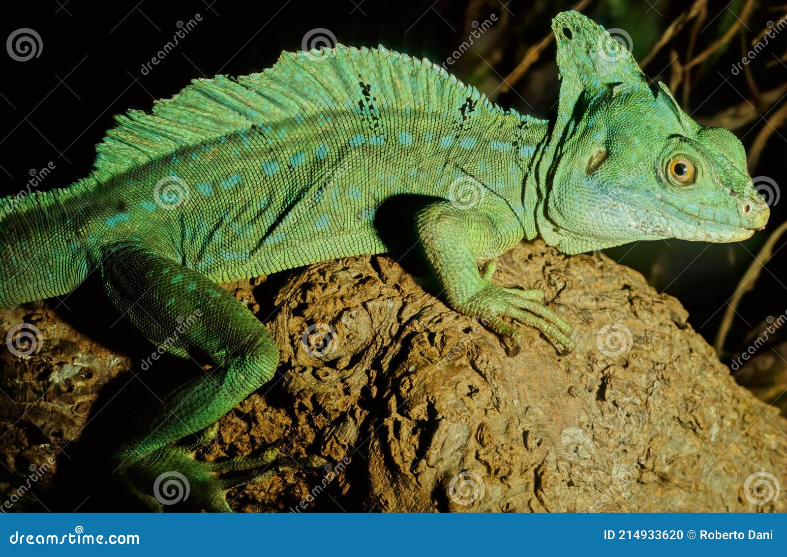 Plumed basilisk stock photo. Image of jungle, wild, exotic - 214933620
