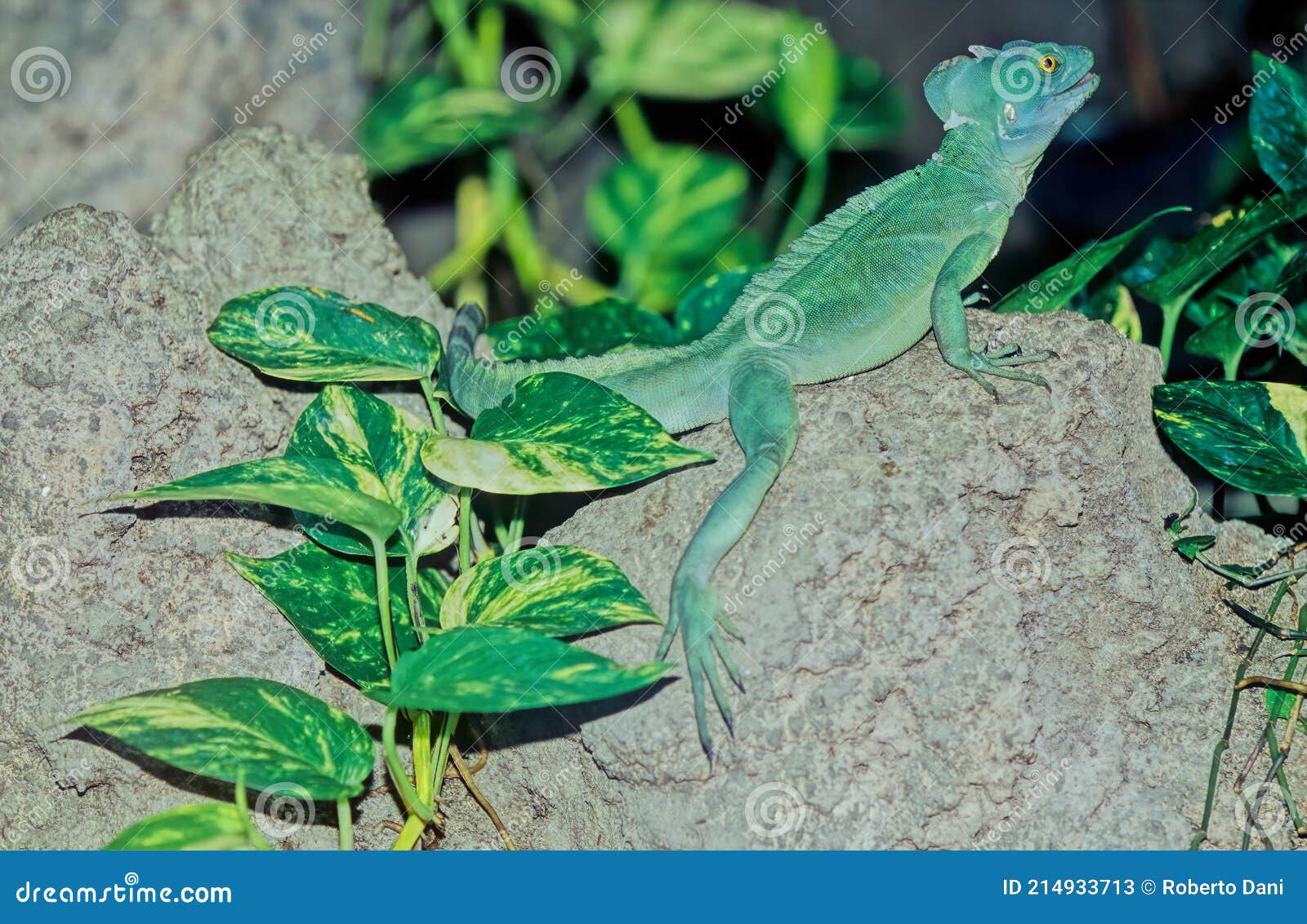 Plumed basilisk stock image. Image of double, resting - 214933713