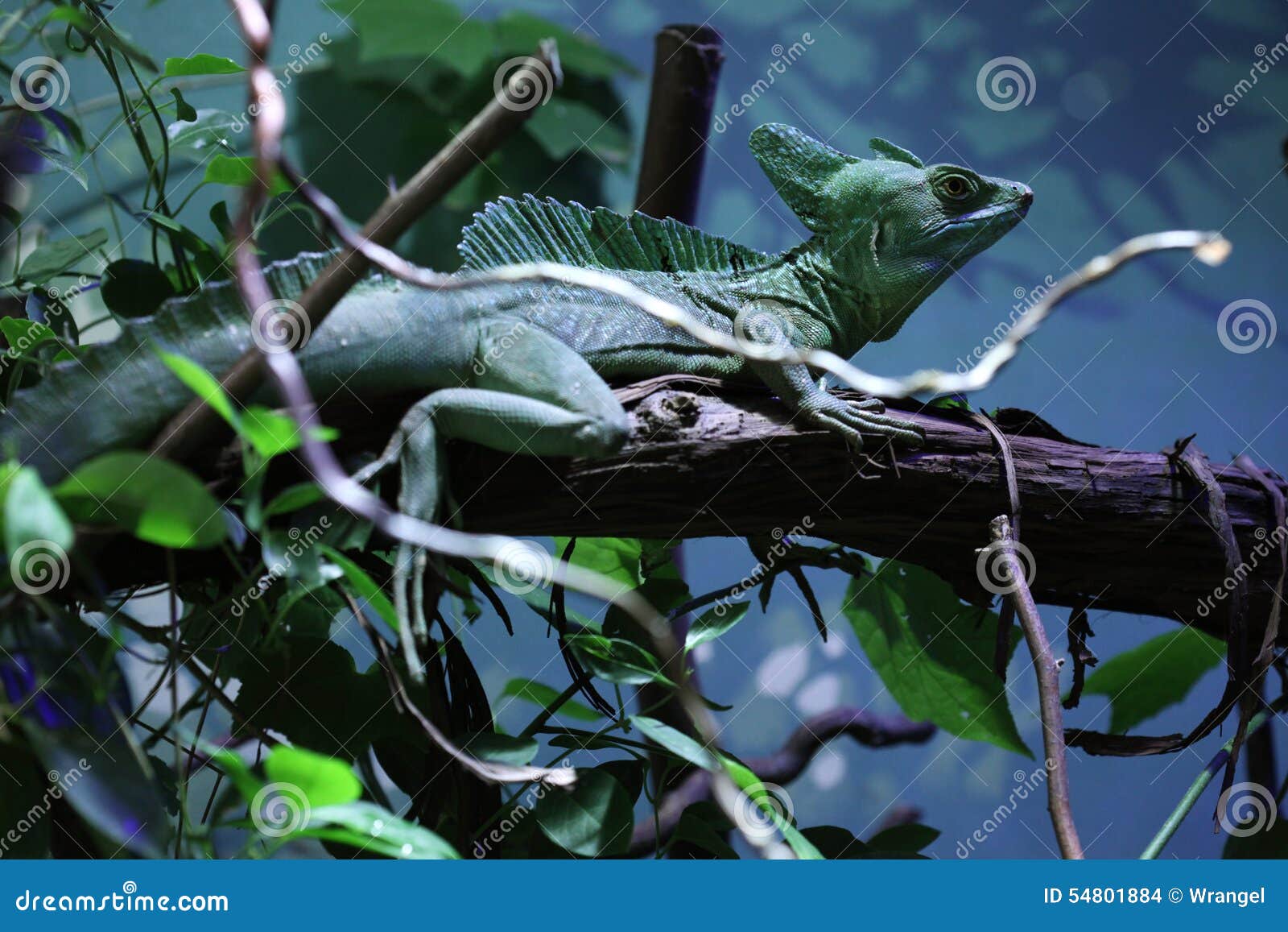 Plumed Basilisk (Basiliscus Plumifrons) Stock Photo - Image of crested ...