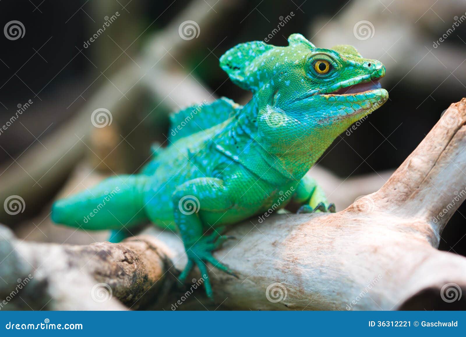 The Plumed Basilisk Basiliscus Plumifrons, Green Basilisk, Double ...