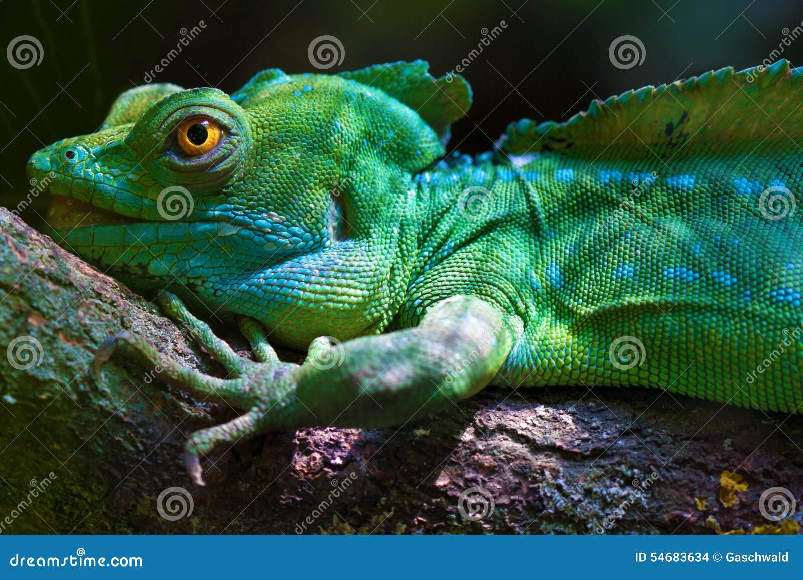 The Plumed Basilisk Basiliscus Plumifrons, Green Basilisk, Double ...