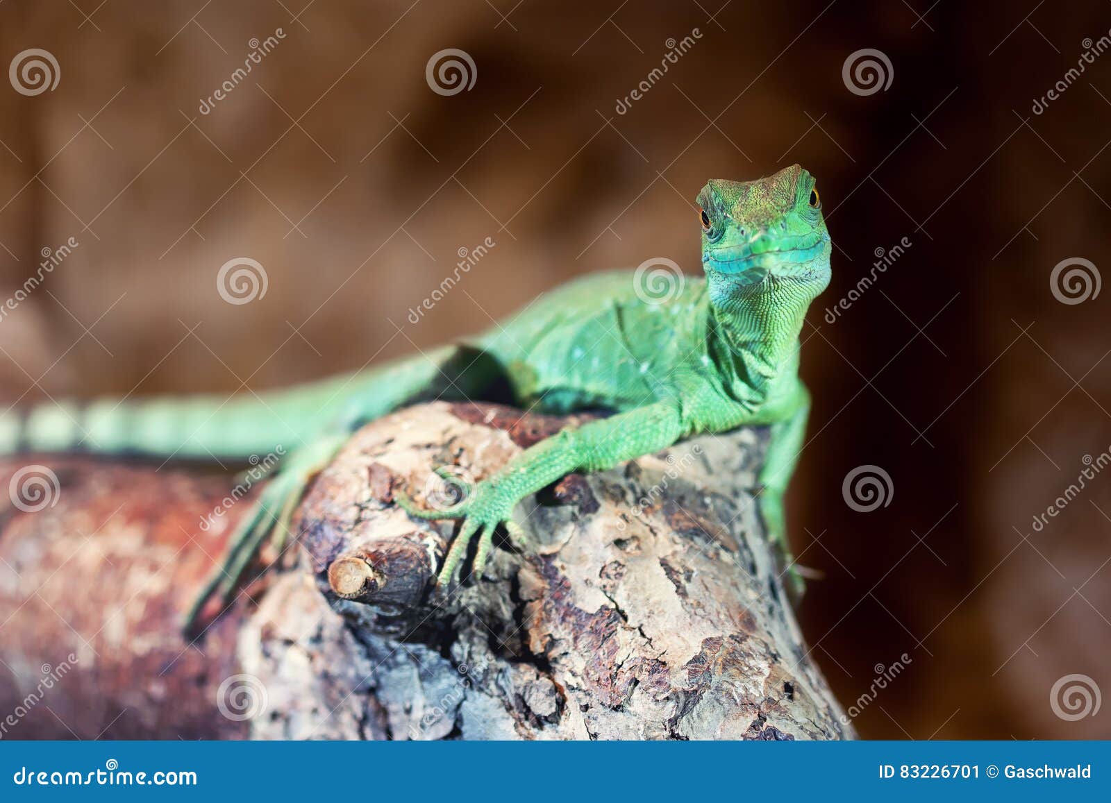 Plumed Basilisk Basiliscus Plumifrons Stock Image - Image of animal ...