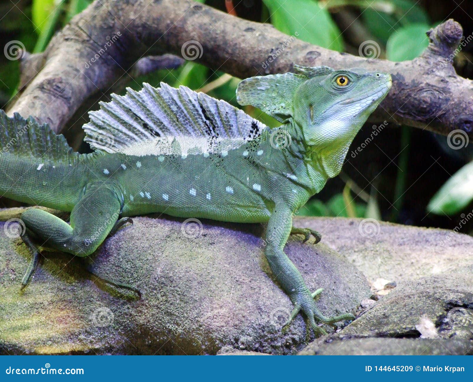 The Plumed Basilisk Basiliscus Plumifrons Green Basilisk Double Crested Basilisk Jesus Christ