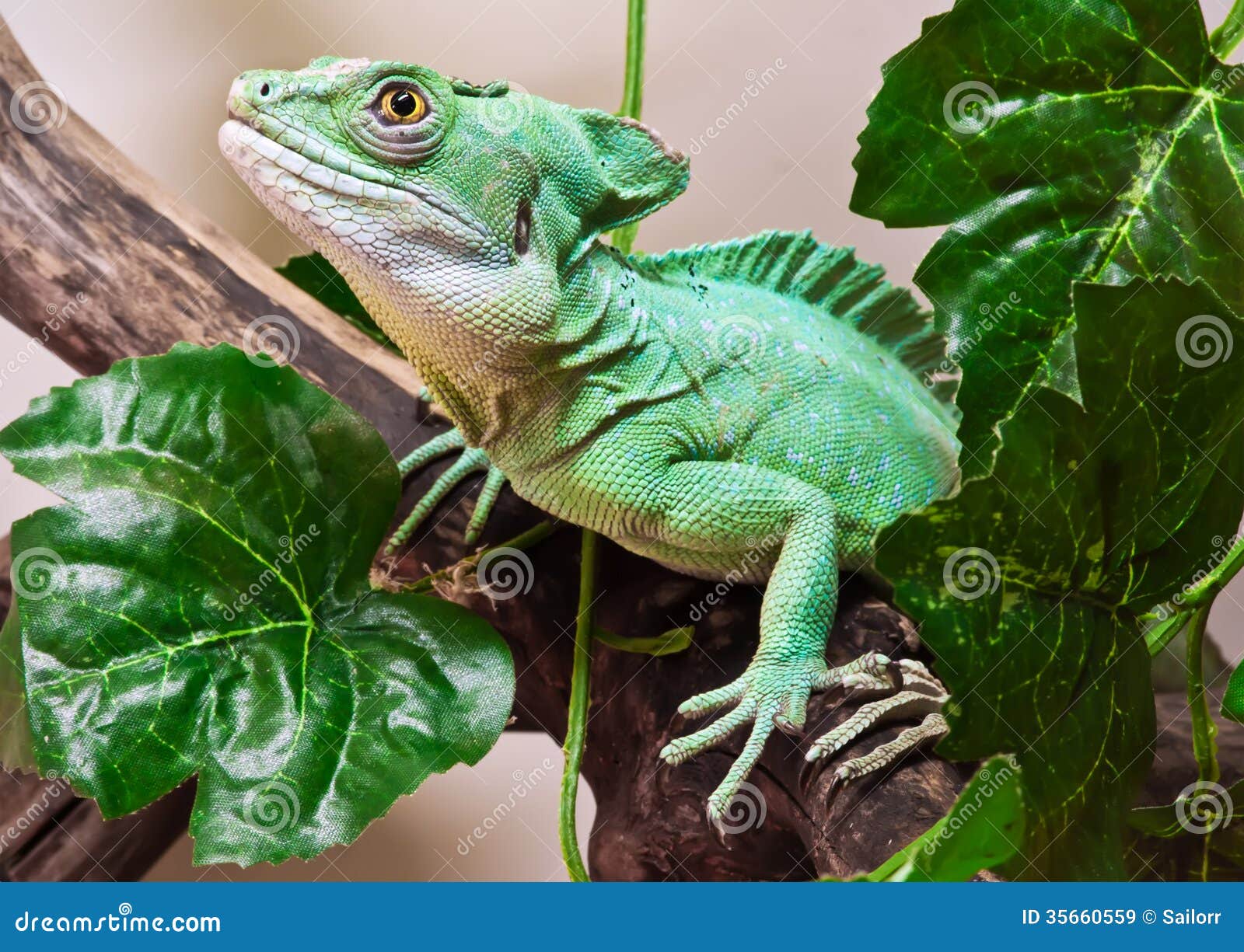 Plumed basilisk stock image. Image of looking, basiliscus - 35660559