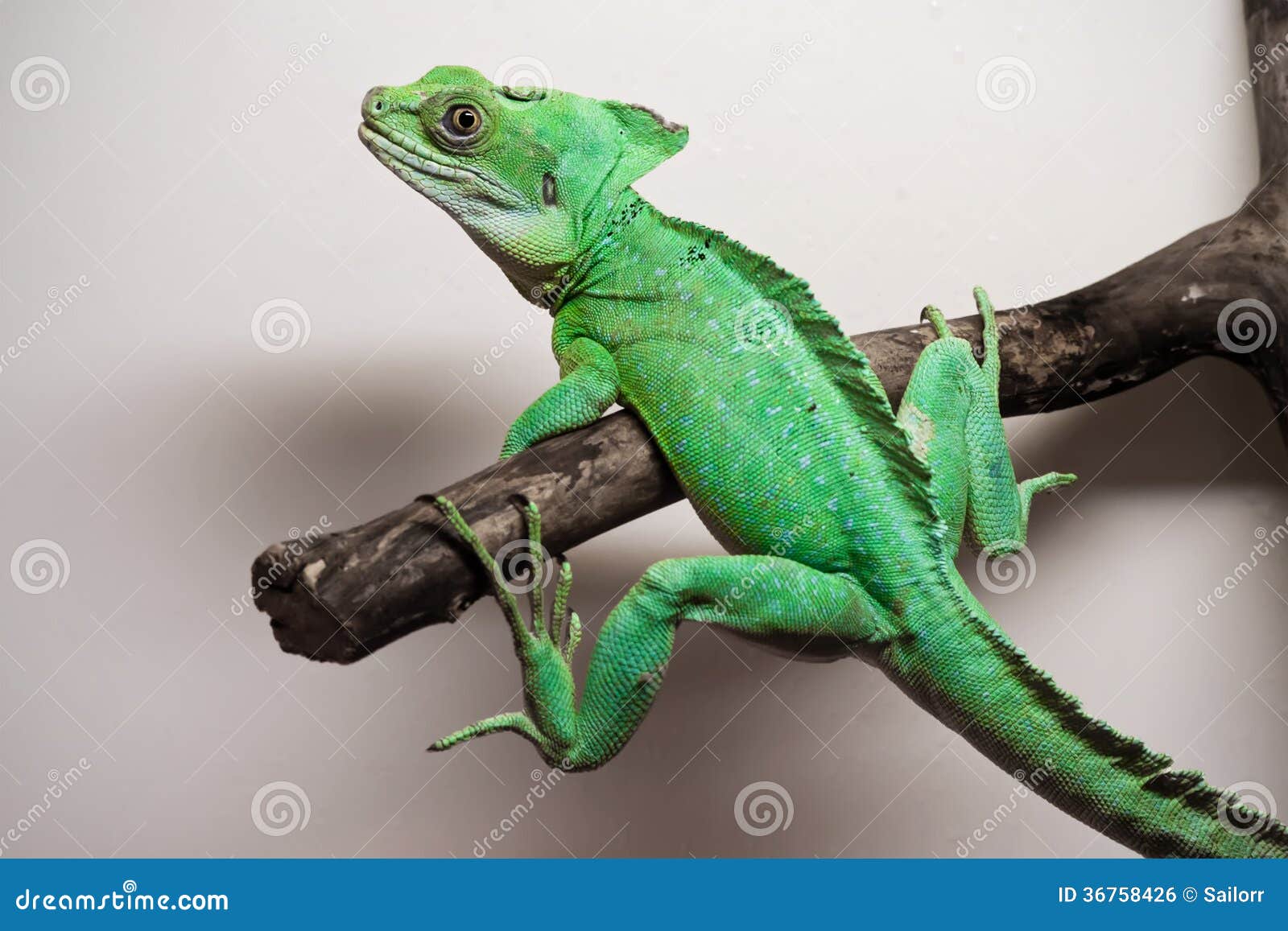 Plumed basilisk stock photo. Image of plumed, animal - 36758426