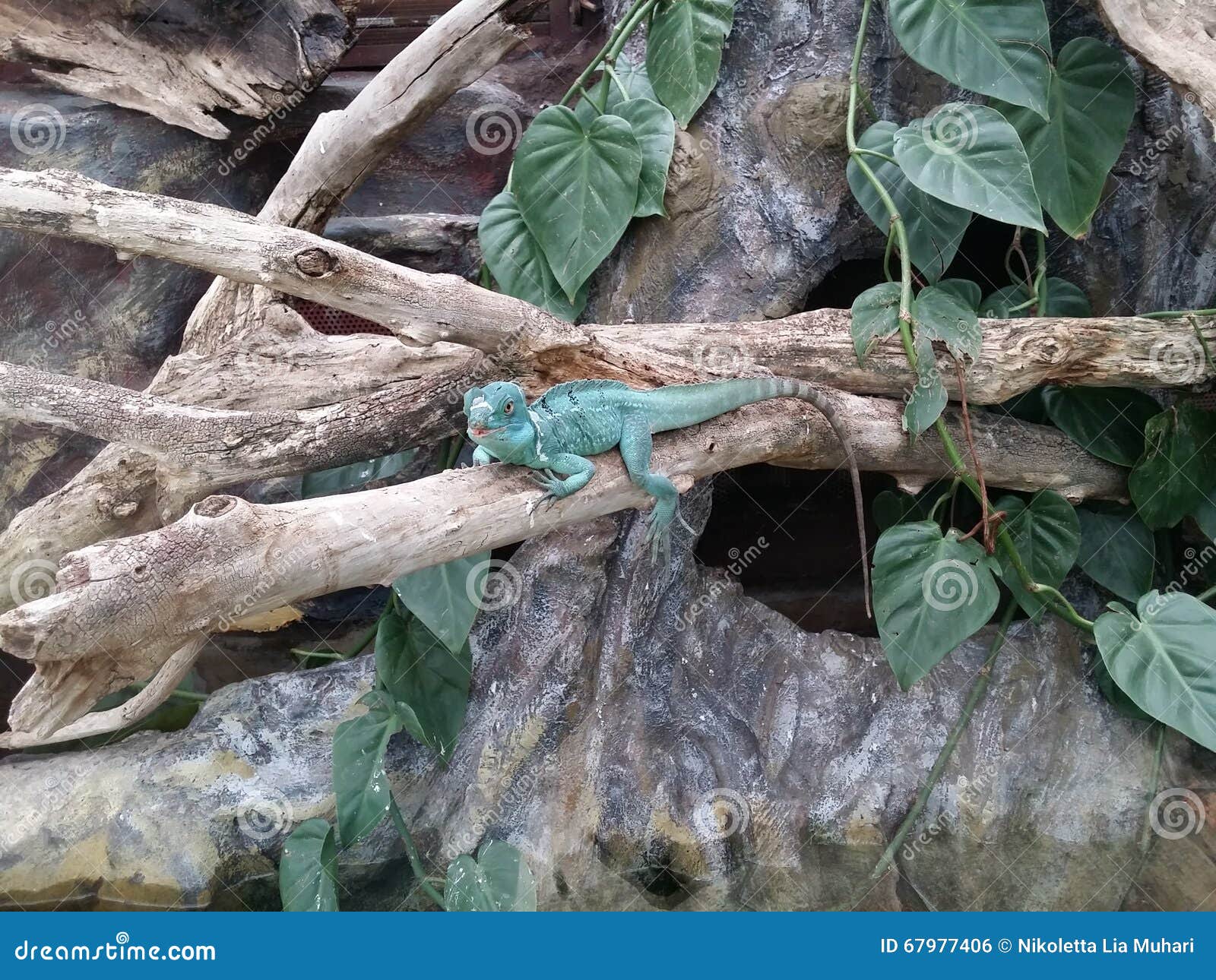 Basilisk Rock Wall Stock Photos - Free & Royalty-Free Stock Photos from ...