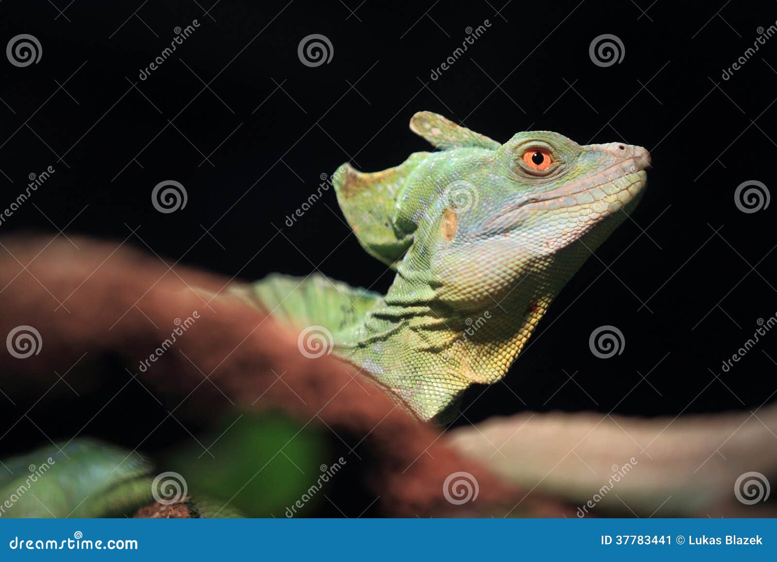 The Plumed Basilisk Basiliscus Plumifrons, Green Basilisk, Double ...