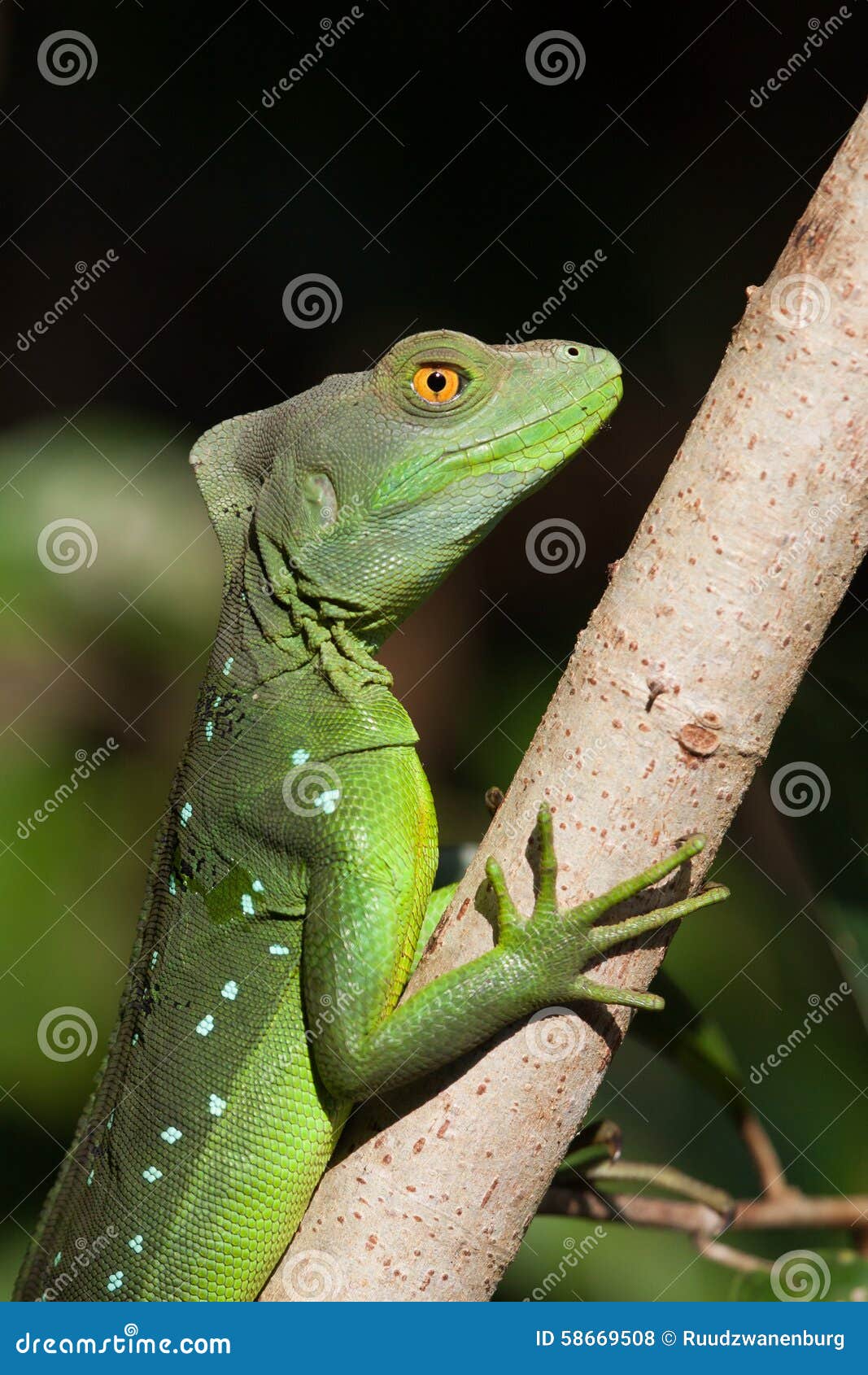 Plumed Basilisk or Jesus Christ Lizard Stock Photo - Image of jesus ...