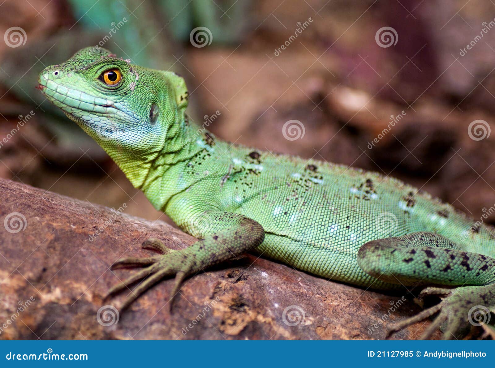 Plumed basilisk lizard stock image. Image of claws, amphibian - 21127985