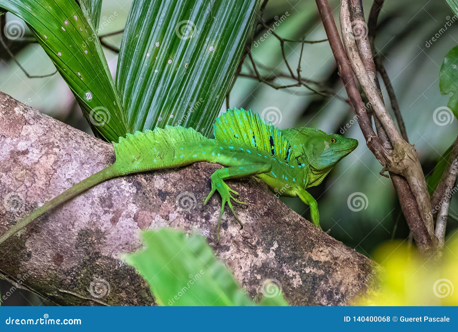 Plumed basilisk, lizard stock photo. Image of crested - 140400068