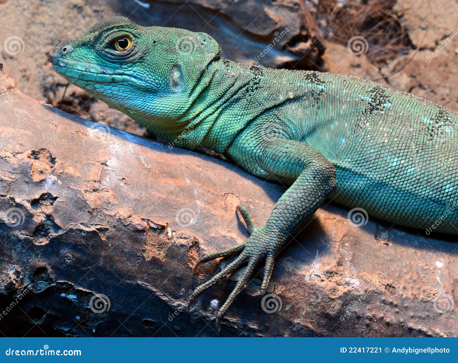 Plumed Basilisk Lizard Portrait Stock Image - Image of plumifrons ...