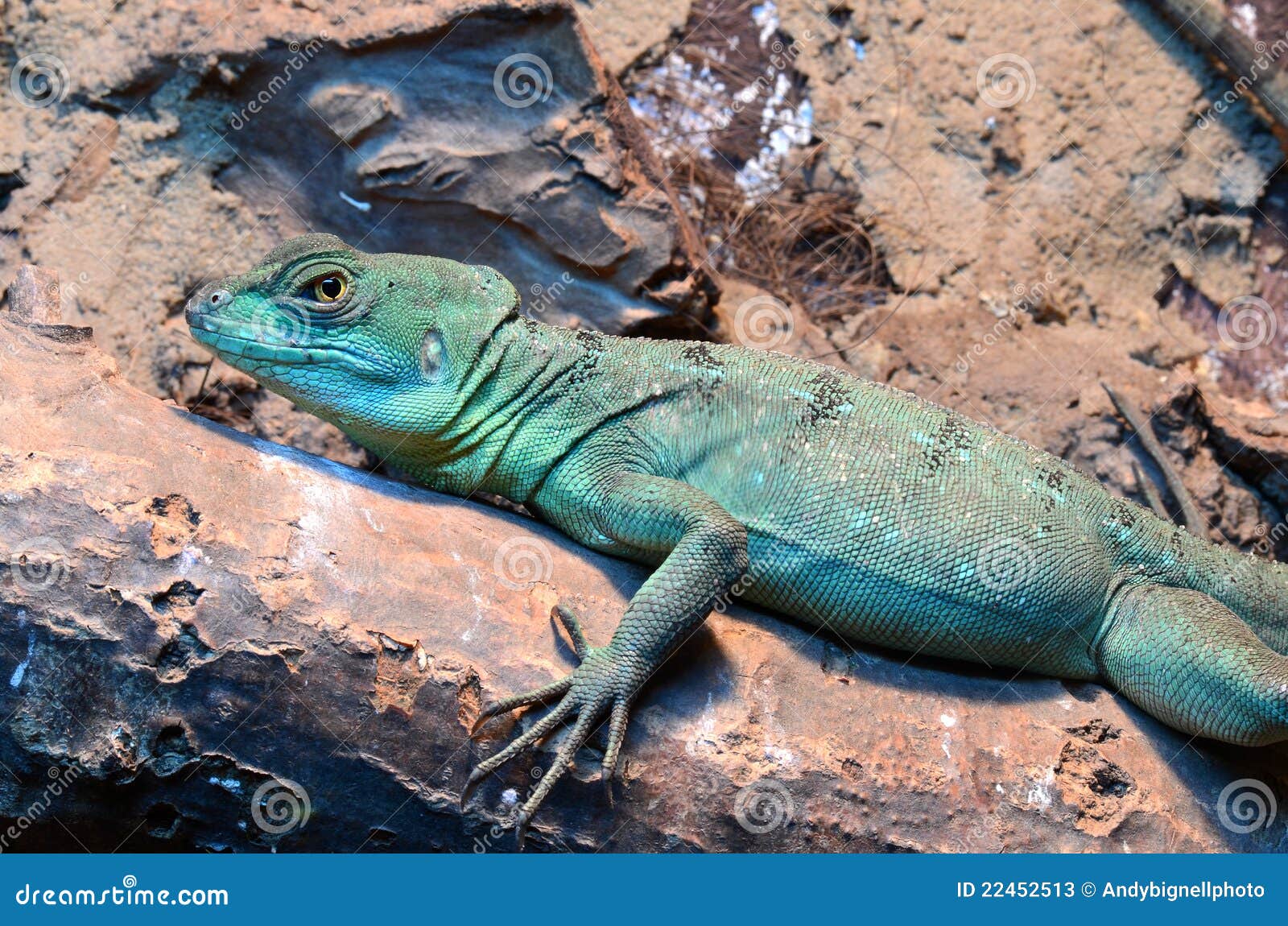 Plumed Basilisk Lizard Portrait Stock Image - Image of jesus, plumed ...