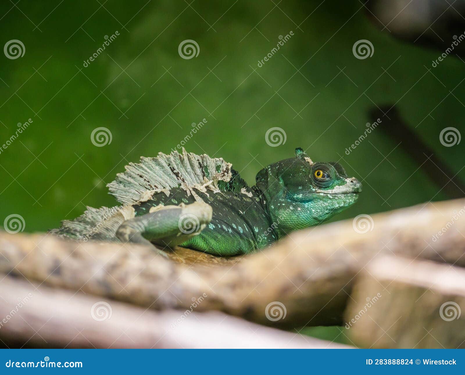 Plumed Basilisk Looking To the Side while Standing on a Tree Branch ...