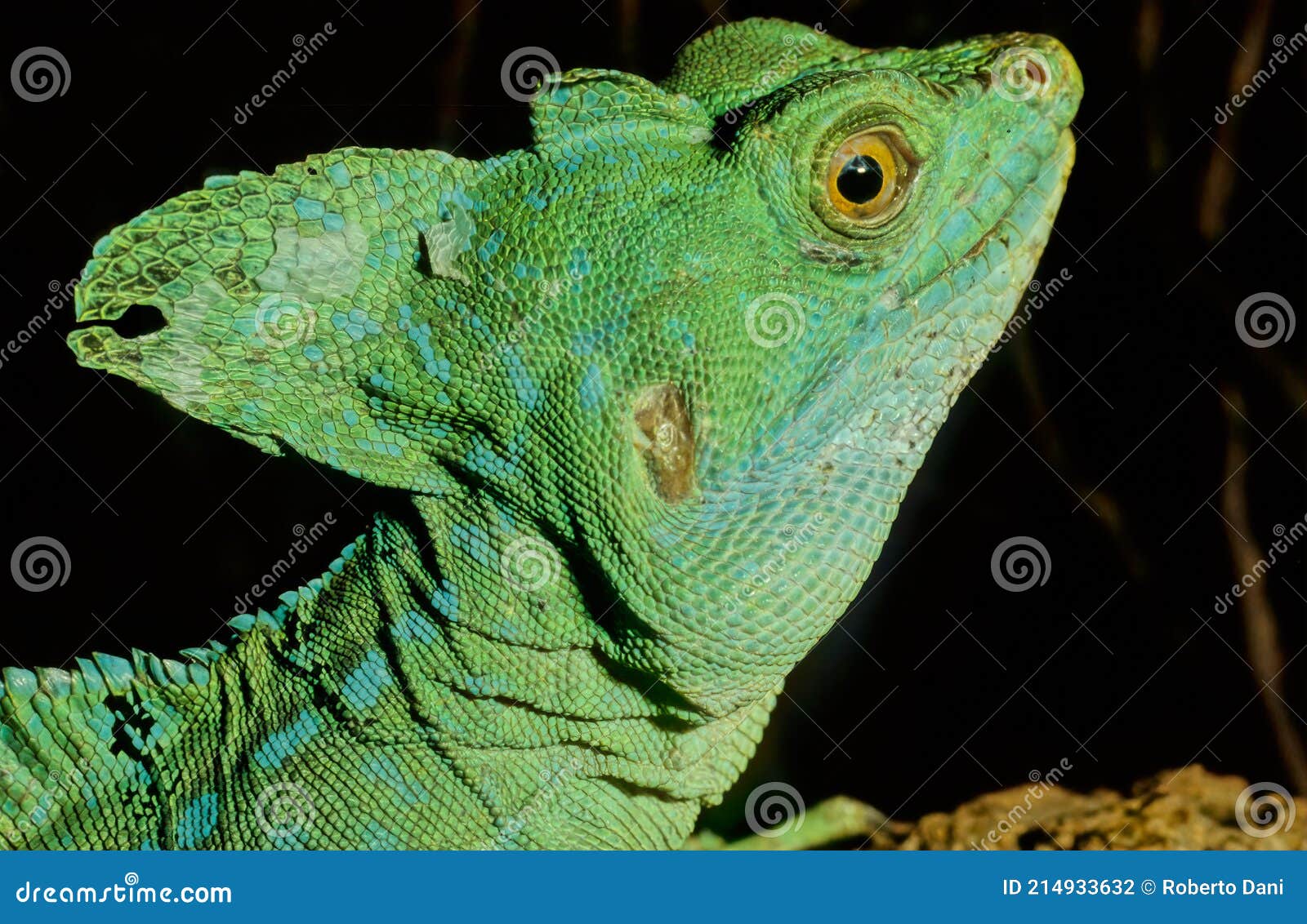 Plumed basilisk stock photo. Image of wildlife, jungle - 214933632