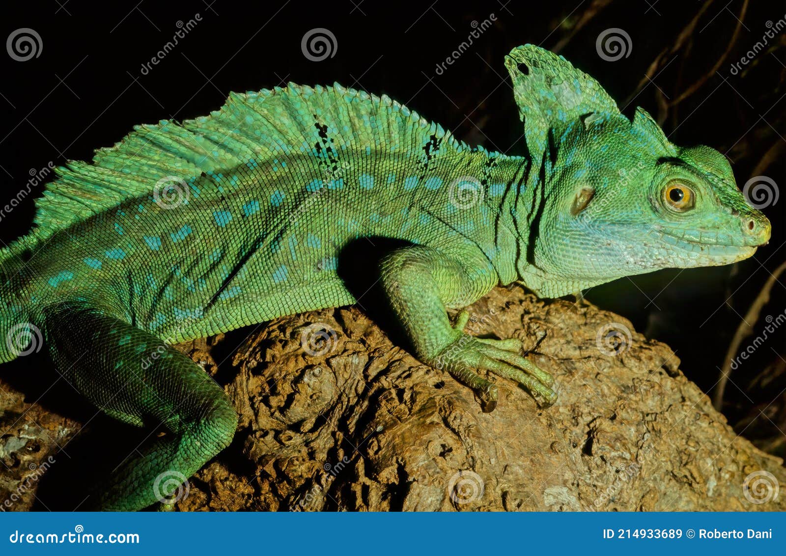 Plumed basilisk stock image. Image of wild, jungle, animal - 214933689