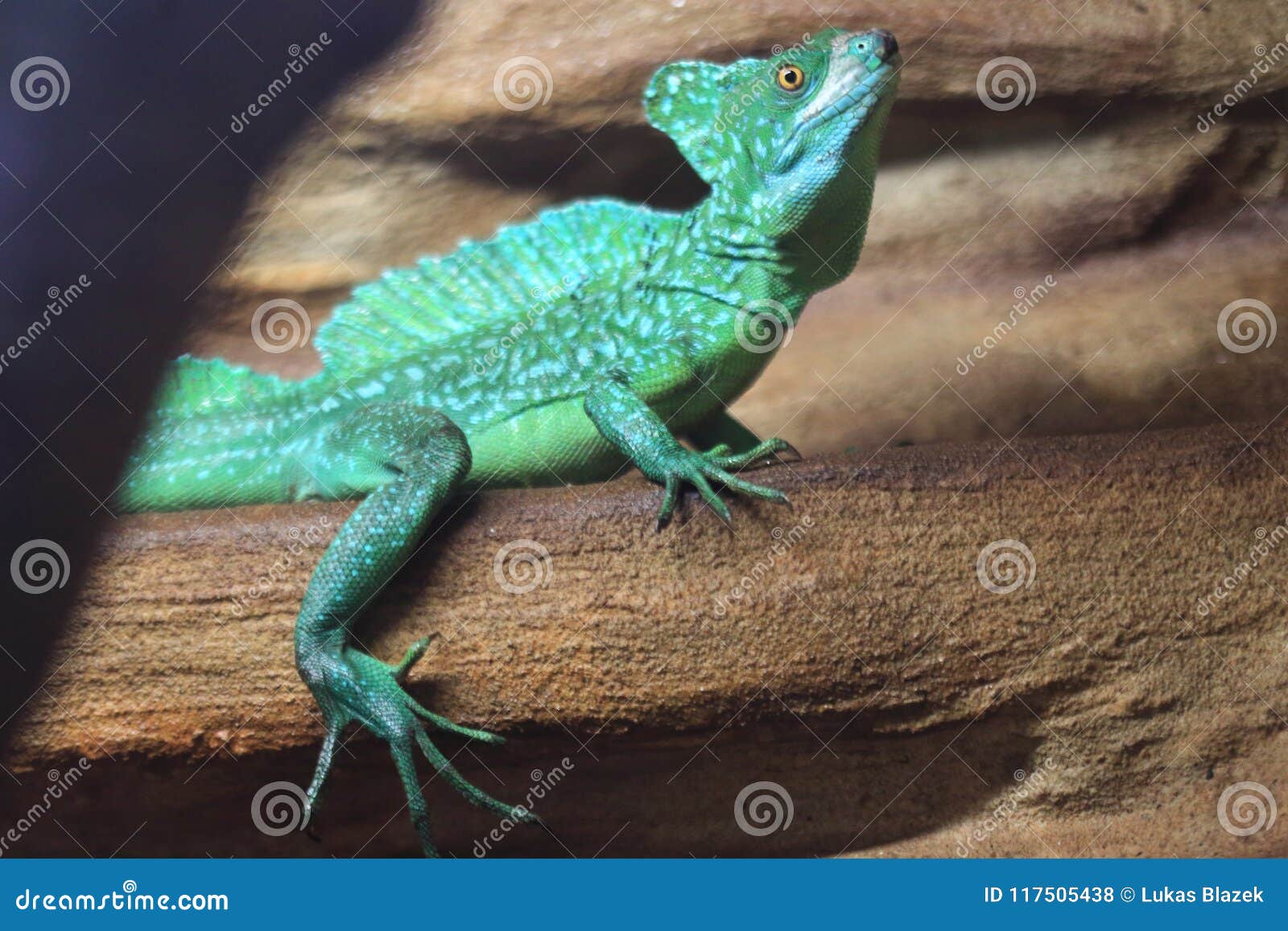 Plumed basilisk stock photo. Image of plumifrons, nature - 117505438