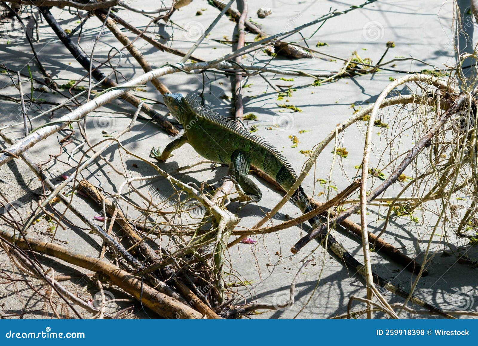 Plumed Basilisk by the River on a Tree Branch Stock Photo - Image of ...