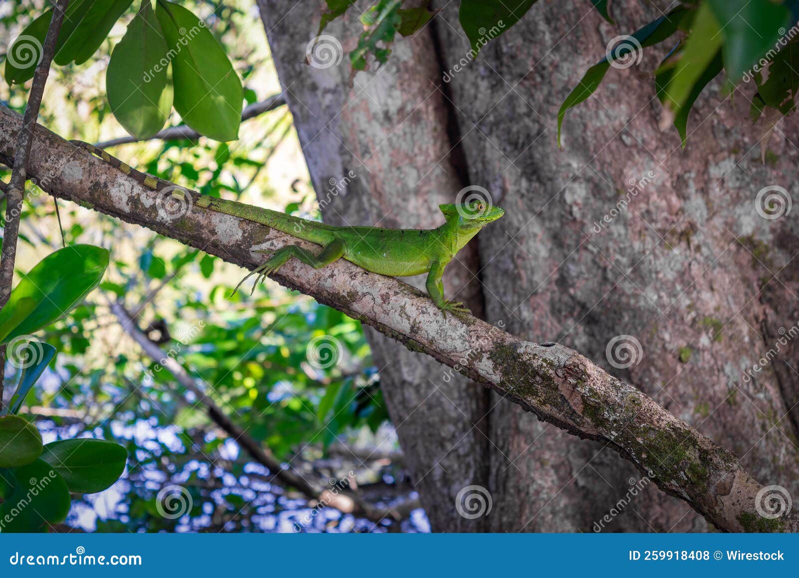 Plumed Basilisk by the River on a Tree Branch Stock Photo - Image of ...