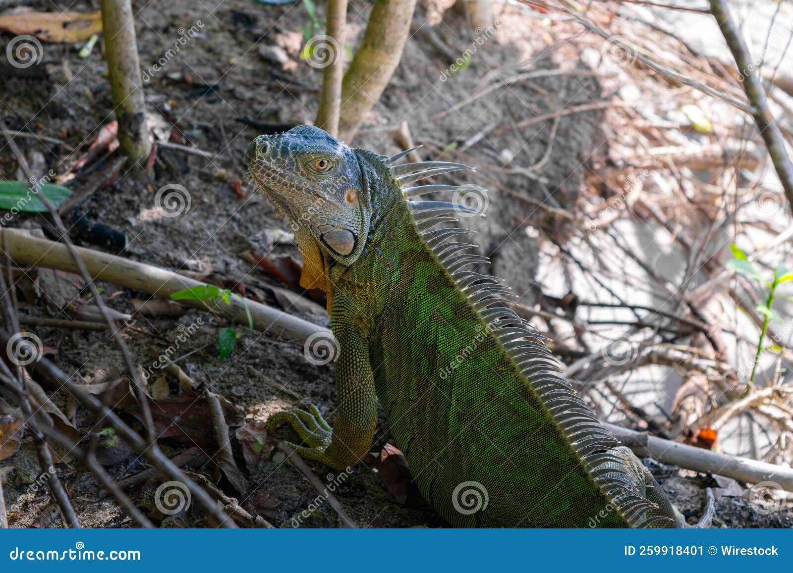 Plumed Basilisk By The River On A Tree Branch Stock Image Image Of Woods Plumed 259918401