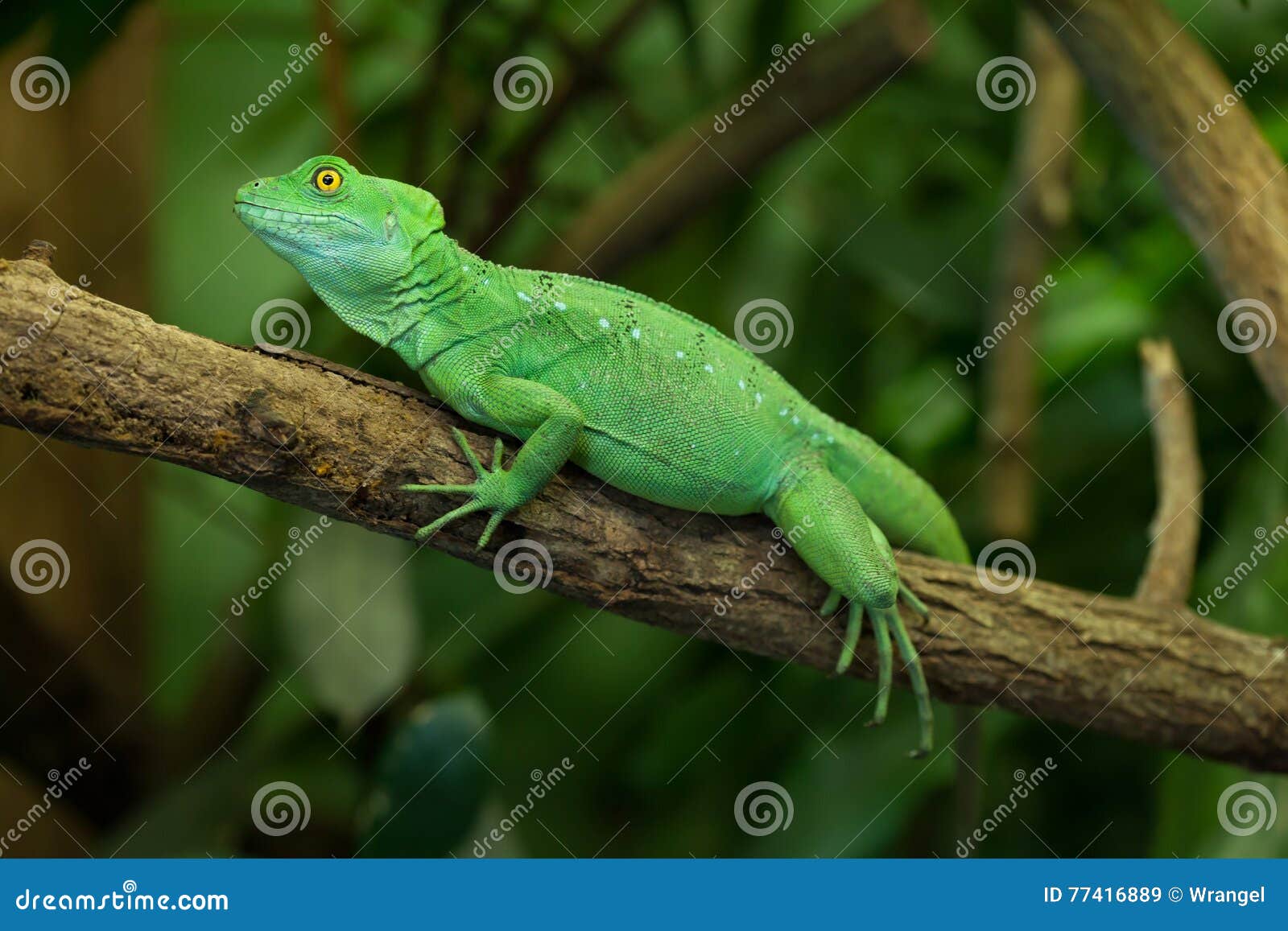 Plumed Basilisk U. X28; Basiliscus Plumifrons& X29; Stockbild - Bild ...