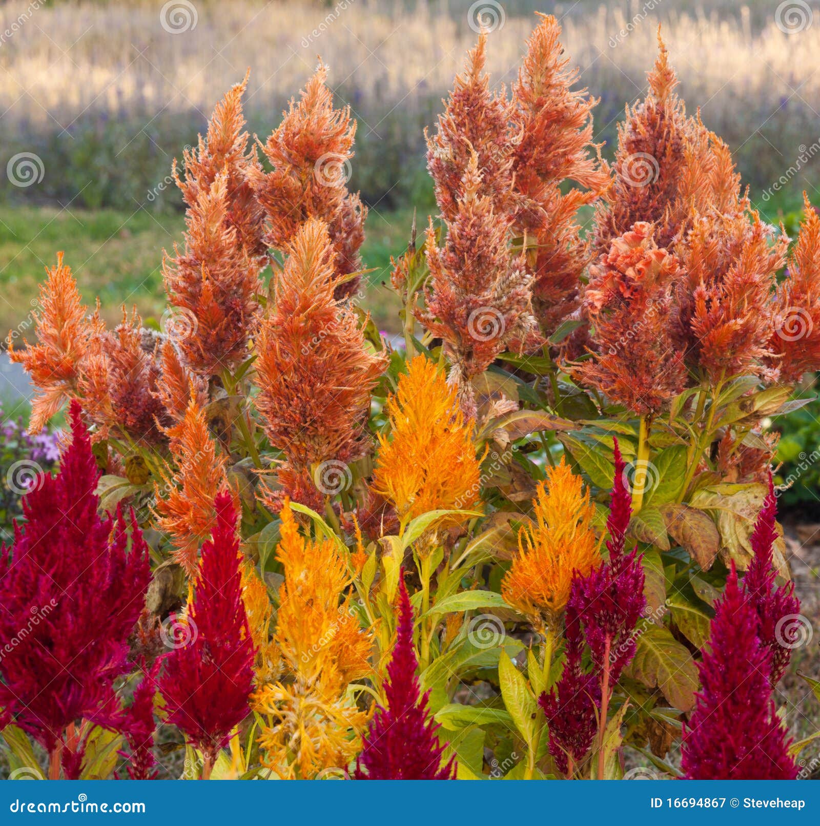 Plumed Cockscomb stock image. Image of green, gardening - 16694867