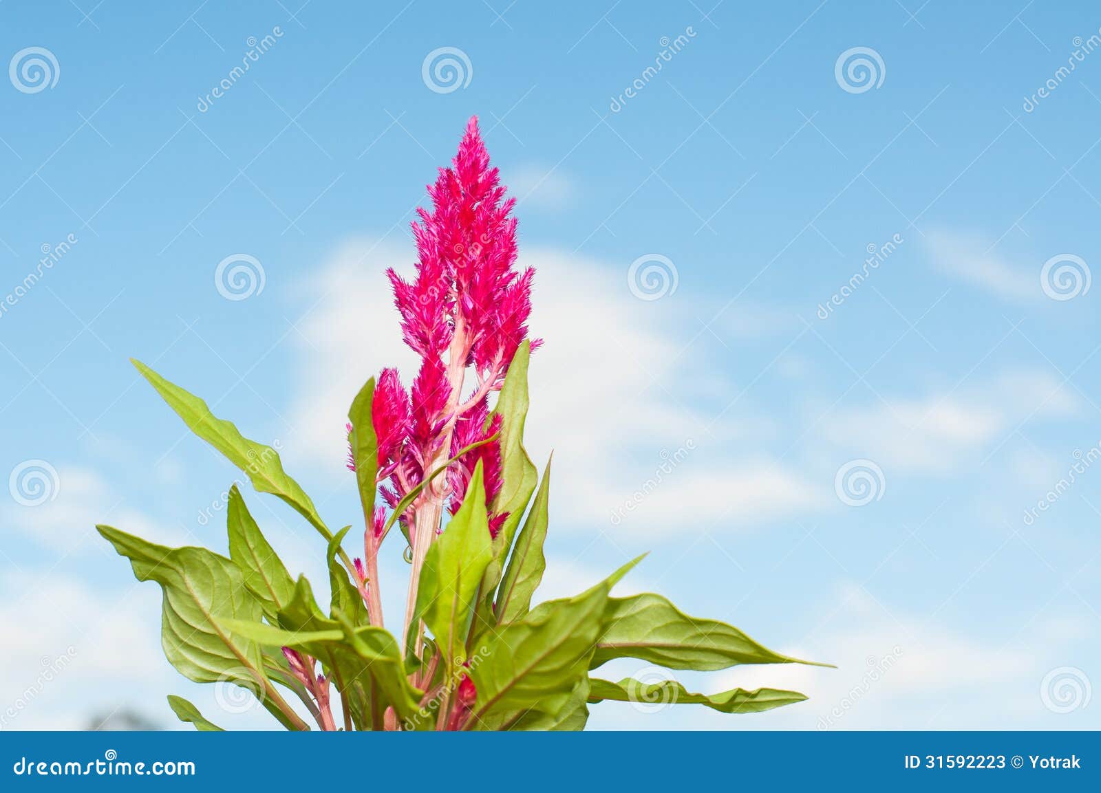 Plumed cockscomb flower stock image. Image of beauty - 31592223
