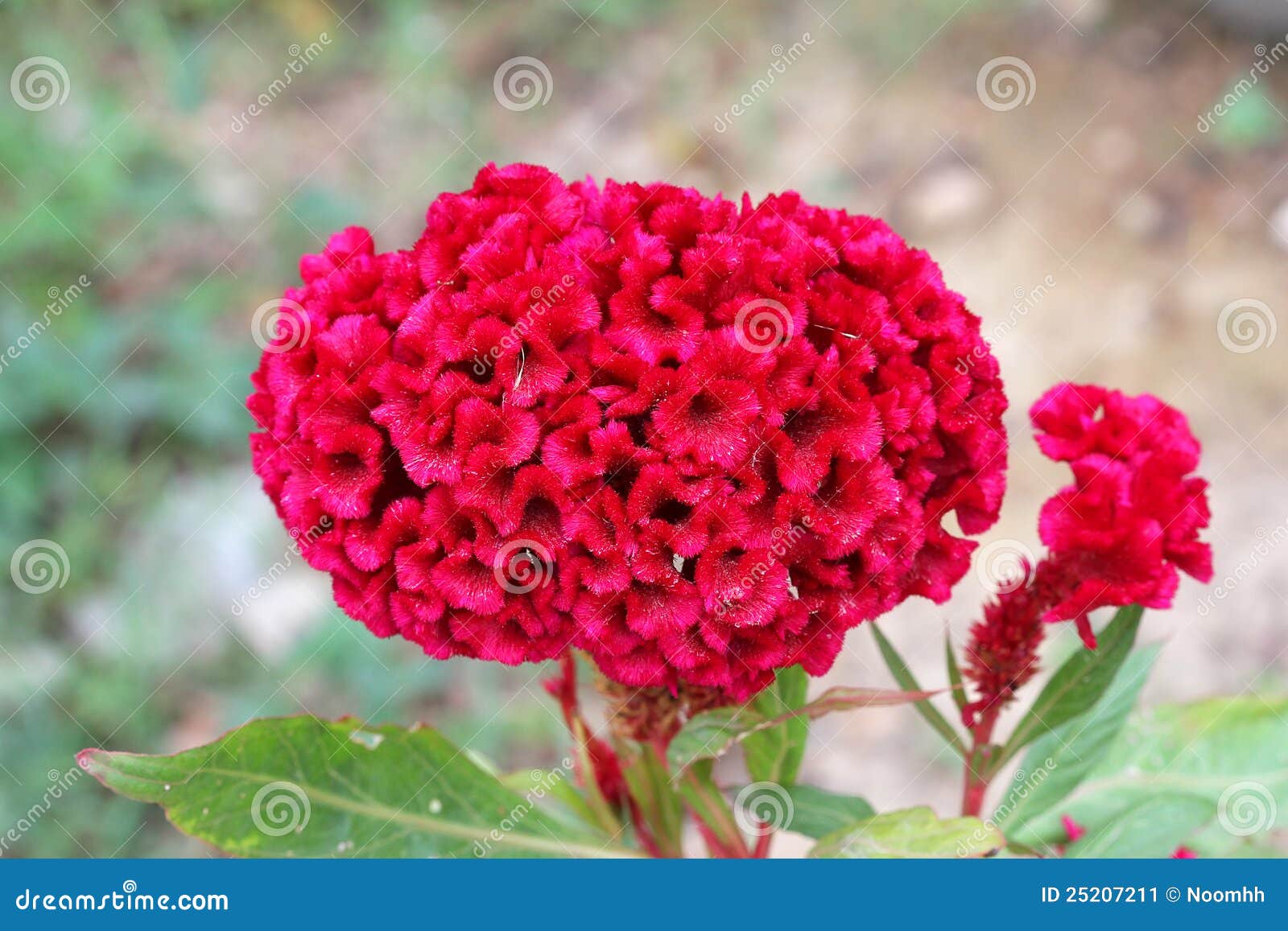 Plumed Cockscomb Flower, Closeup Stock Image - Image of cockscomb ...