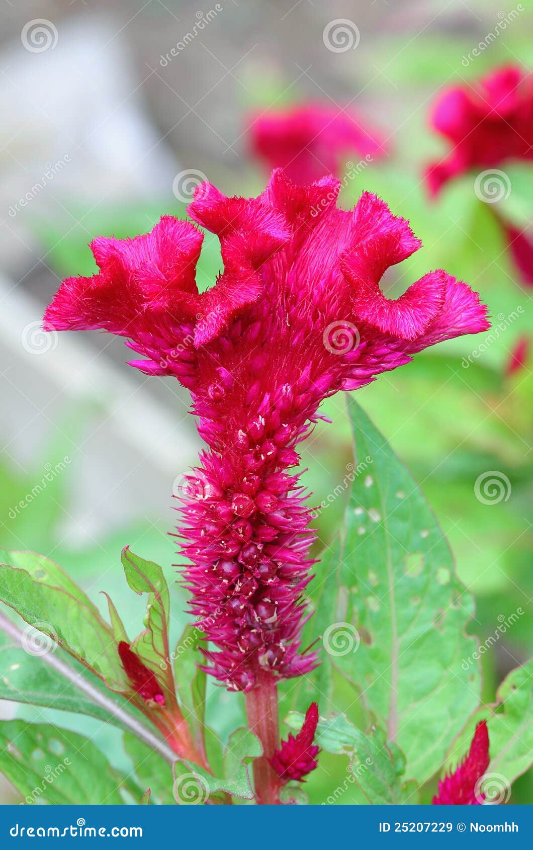Plumed Cockscomb Flower, Closeup Stock Image - Image of flora, love ...